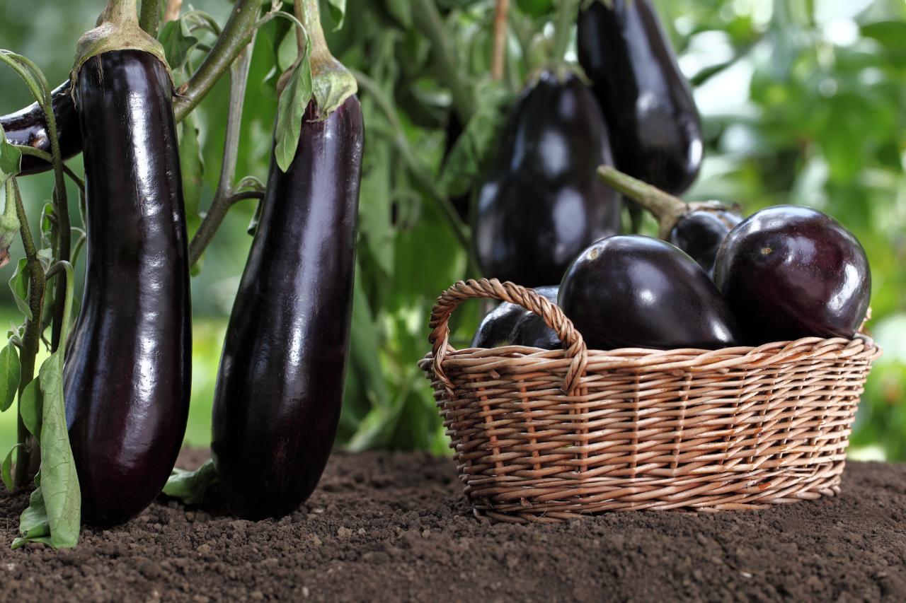Aubergines (Eggplants) Vegetable: Benefits and How to Grow