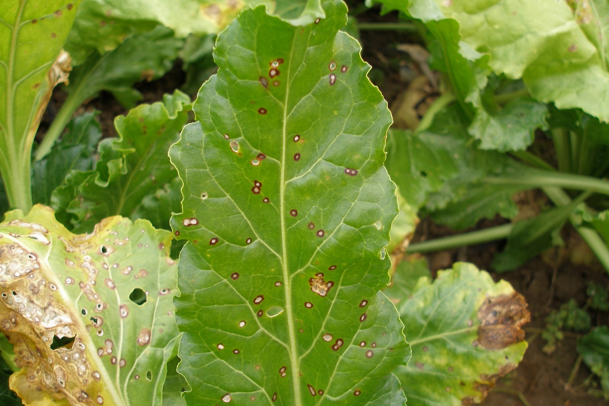 Ultimate Guide to Combat Cercospora Leaf Spot on Beets & Chard
