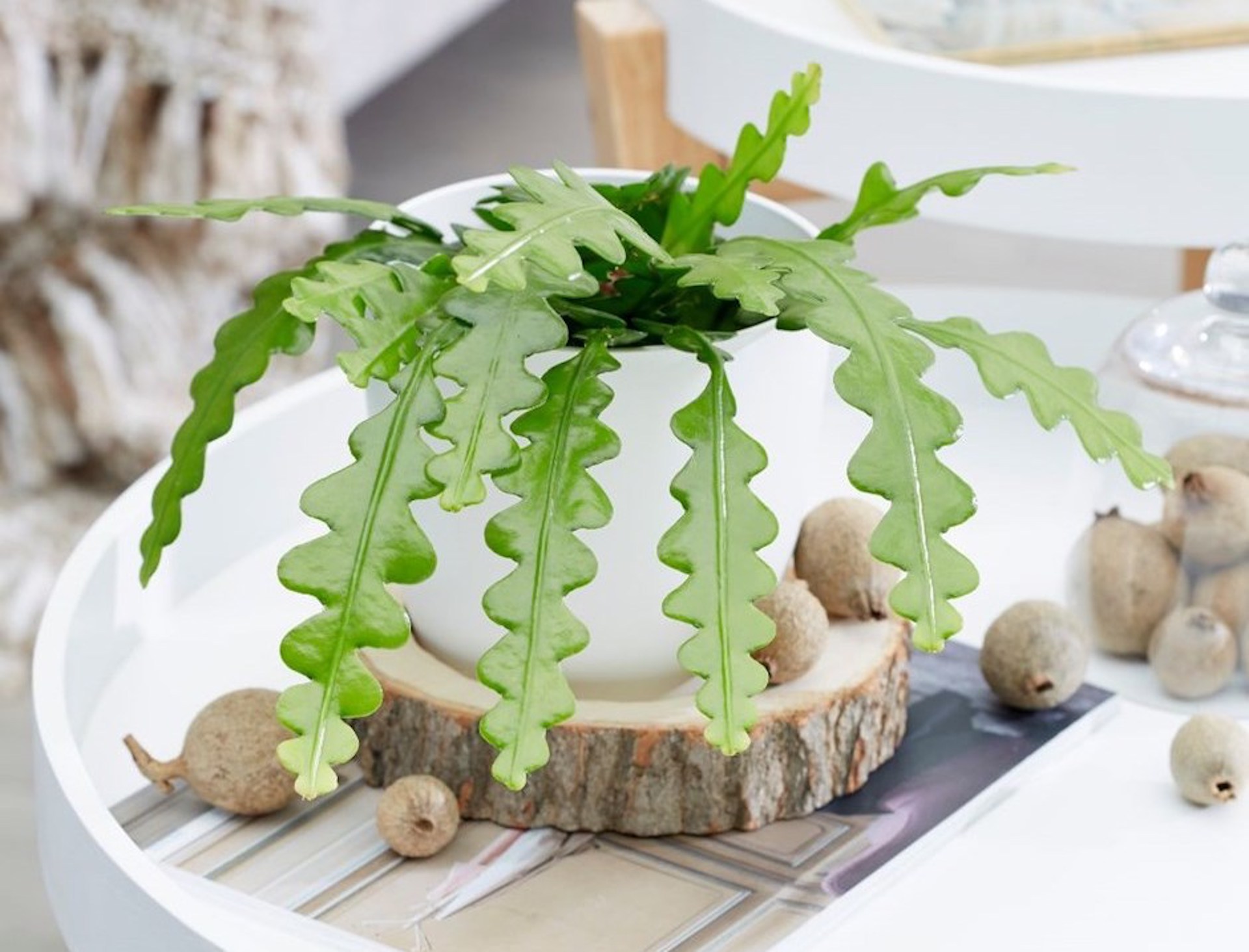 Master Fishbone Cactus Care: The Ultimate Succulent Guide Master Fishbone Cactus Care: The Ultimate Succulent Guide