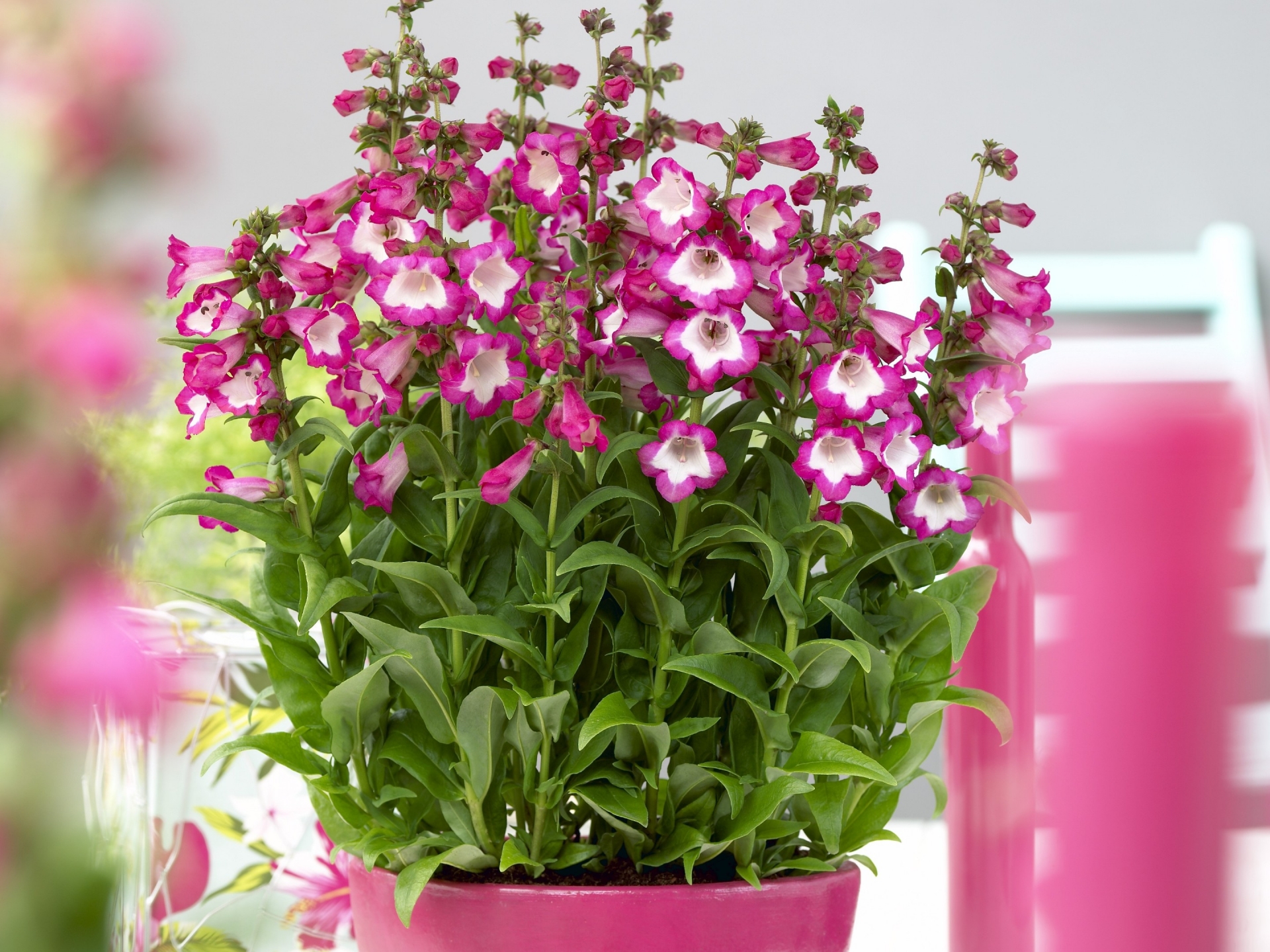 Bell-Shaped Flowers: Transform Your Garden with Flowers That Look Like ...