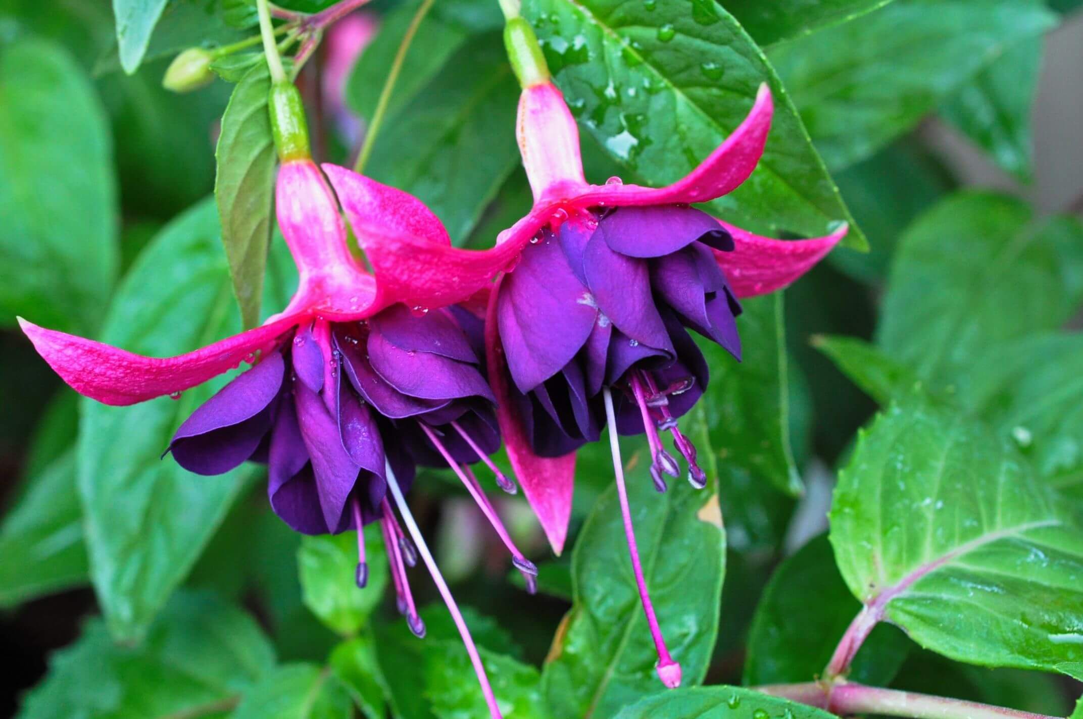 5 Attract Garden Flowers That Look Like Fairies