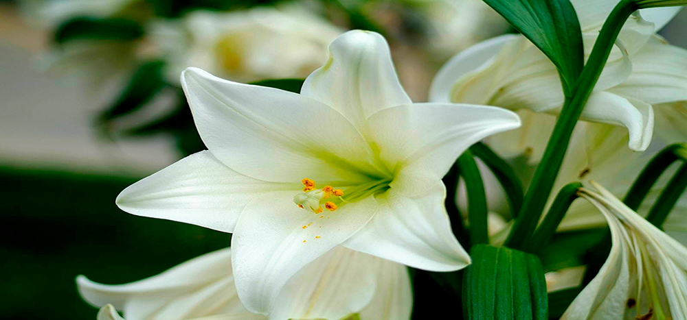 12 Flowers That Look Like Lilies