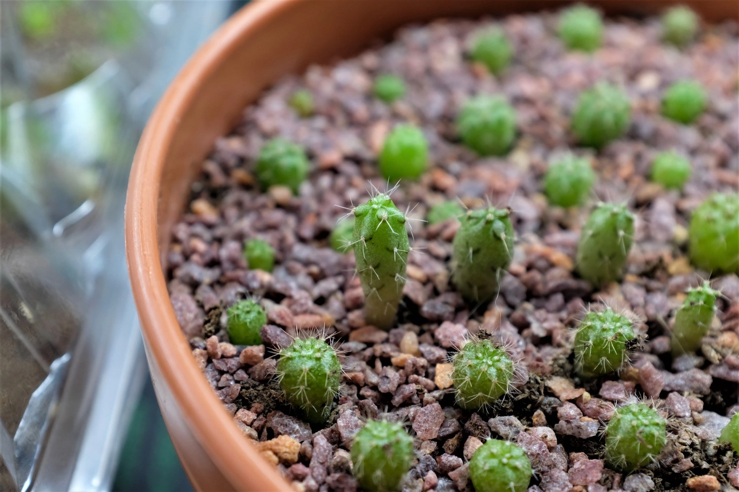 Growing Cactus From Seed