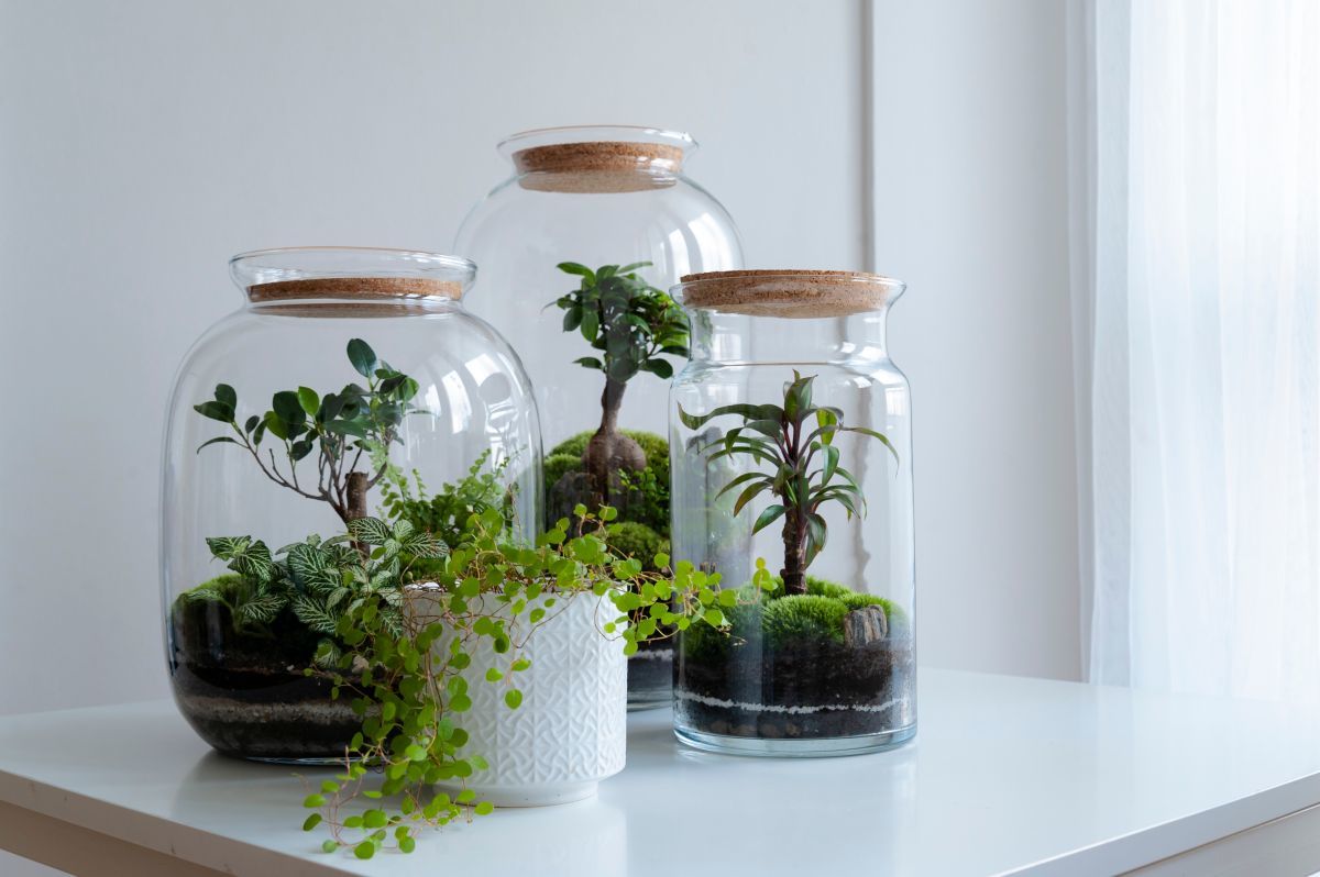 Growing Plants in Glass Containers, Jars & Pots: Indoor Planting