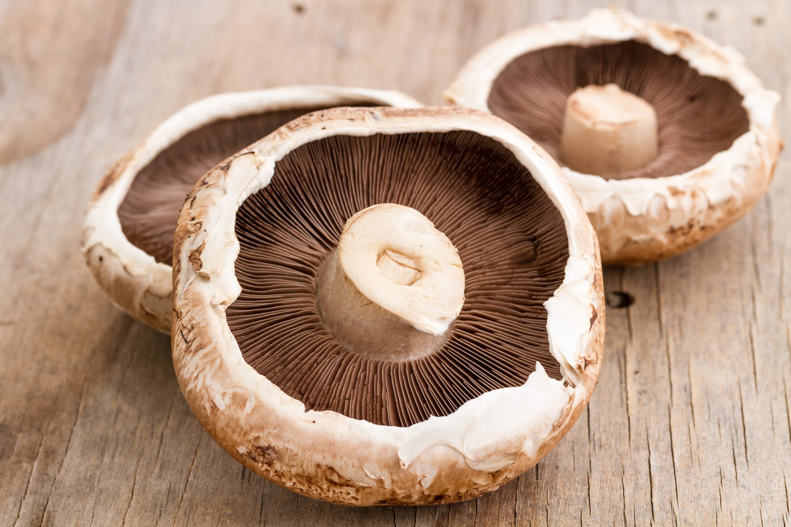 How To Grow Portobello Mushrooms: At Home and Outdoors