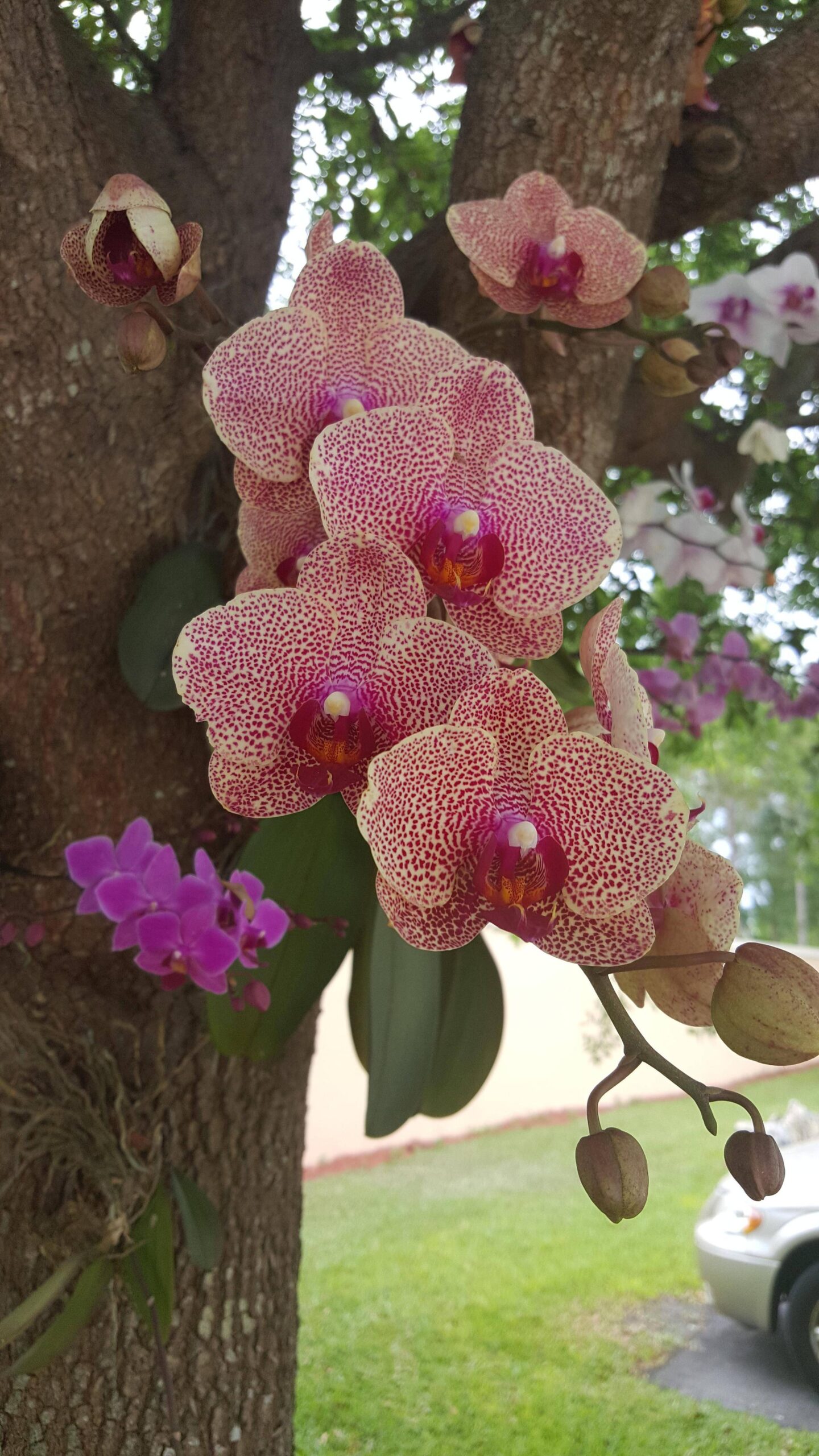 How to Plant Orchids on Trees: The Ultimate Guide