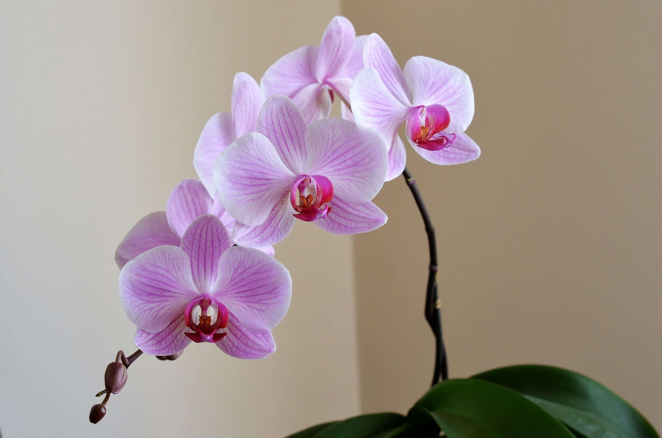 How to Take Care of an Orchid Indoors: Useful Tips - MakeoverIdea