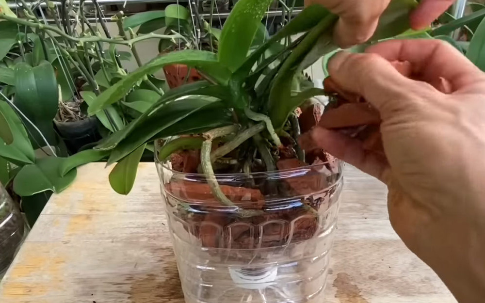 How to Grow Orchids Without Soil: 6 Amazing Techniques