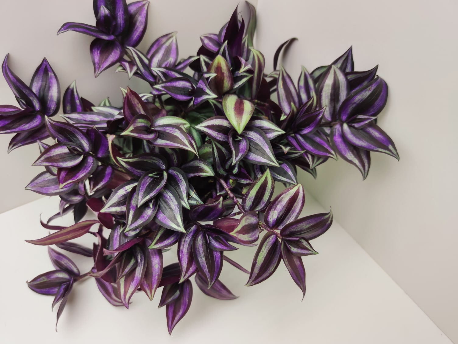 Inch Plant Care: A Comprehensive Guide for the Tradescantia Zebrina ...