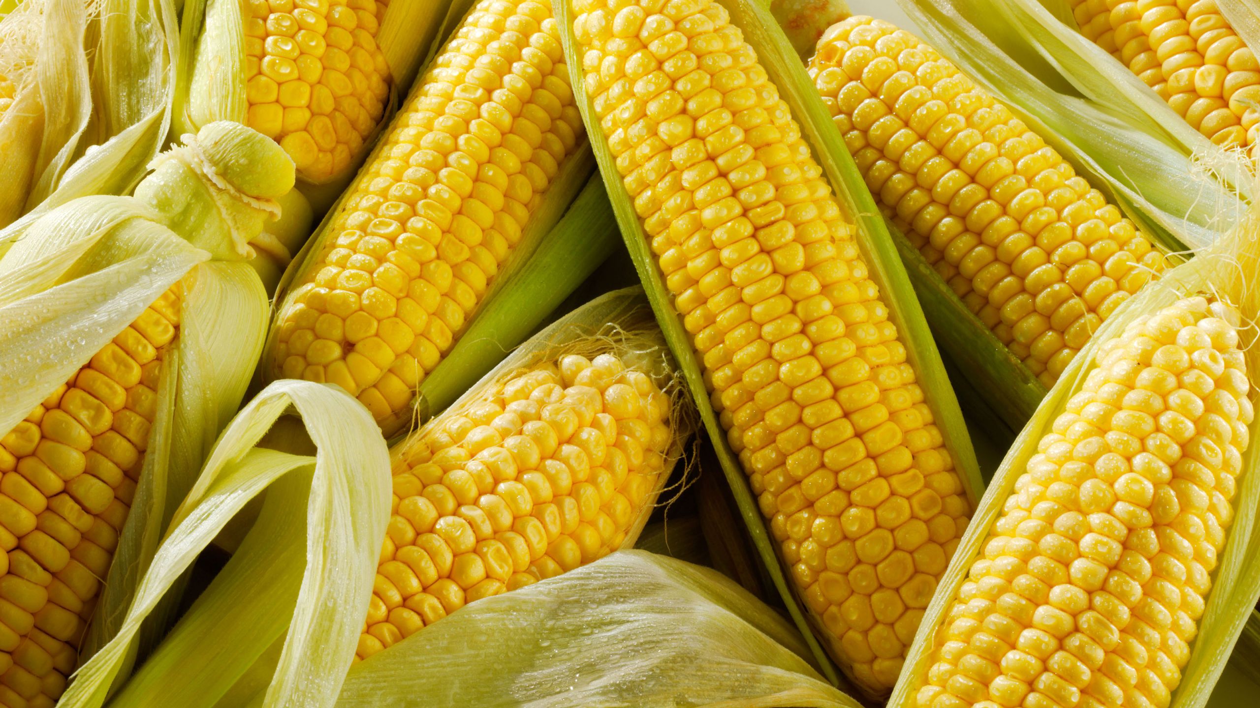 Is Corn Man-Made: Evolution of Corn Through Millennia