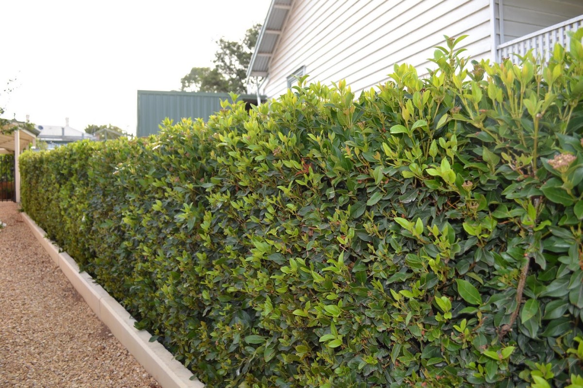 Low Maintenance Hedge Plants: The Best Hedge Plant Selection