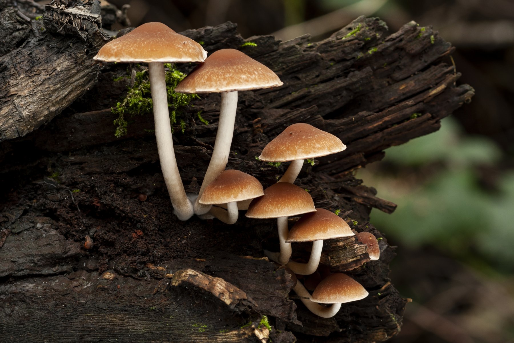 10 Mushrooms That Grow on Trees: Fascinating Species