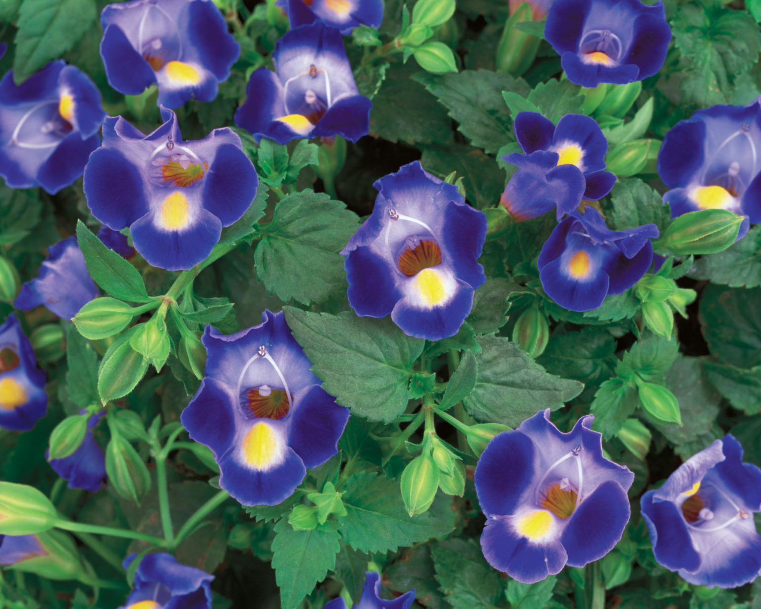 How to Grow and Care for Torenia Fournieri Plant (Wishbone Flower)