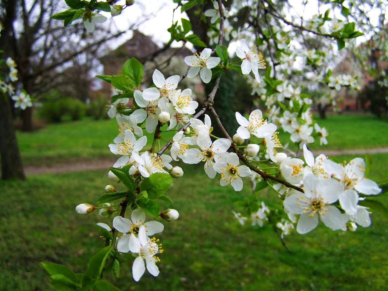 Best White Flowering Trees for Your Home Garden - 40+ Trees with White ...