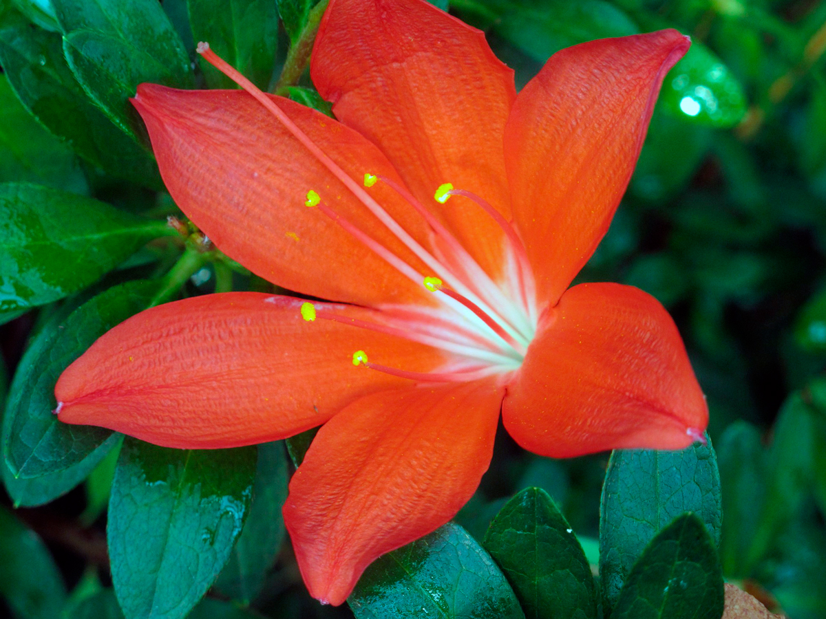 The Complete Guide to Caring for Your Vallota Plant